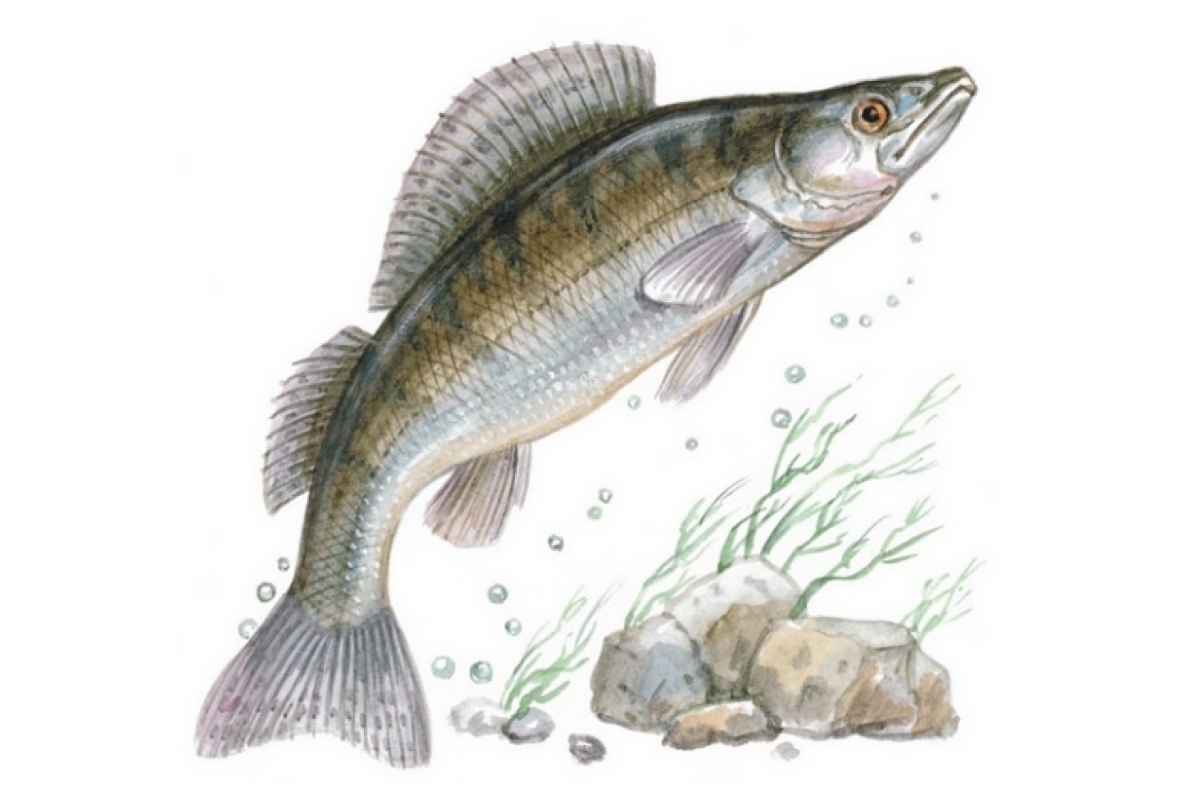 Картотека предметных картинок. Выпуск №10. 3-7 лет. Аквариумные и ...